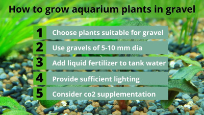 Tips For Growing Aquarium Plants in Gravel