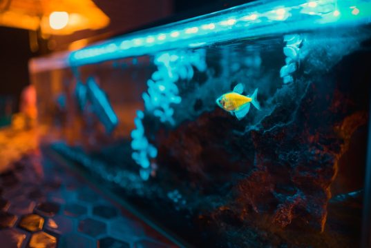 How to Repair Fish Tank: Leak and Crack Repairing Guide | 𝙩🐠𝙃