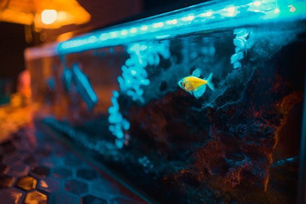 How to Repair Fish Tank: Leak and Crack Repairing Guide | 𝙩🐠𝙃